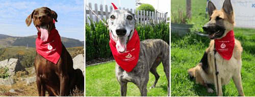 Rare dog blood types | Pet Blood Bank UK